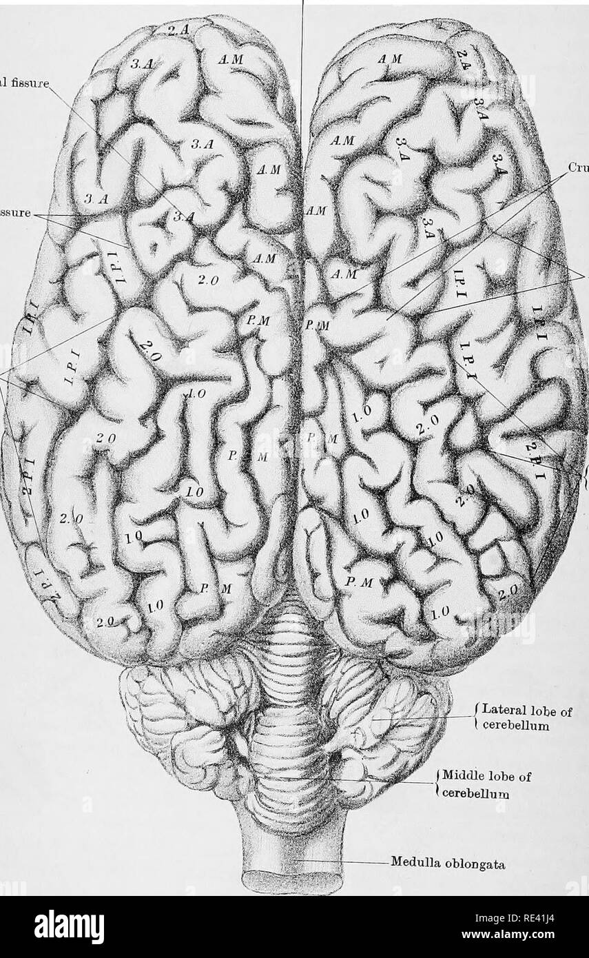 . The anatomy of the horse, a dissection guide. Horses. PLATE XXXIV ...