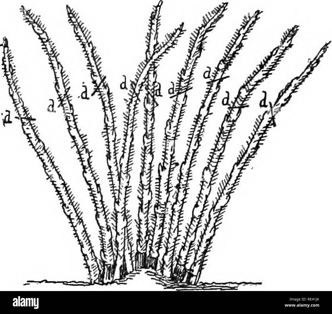 Planting raspberry canes hi-res stock photography and images - Alamy