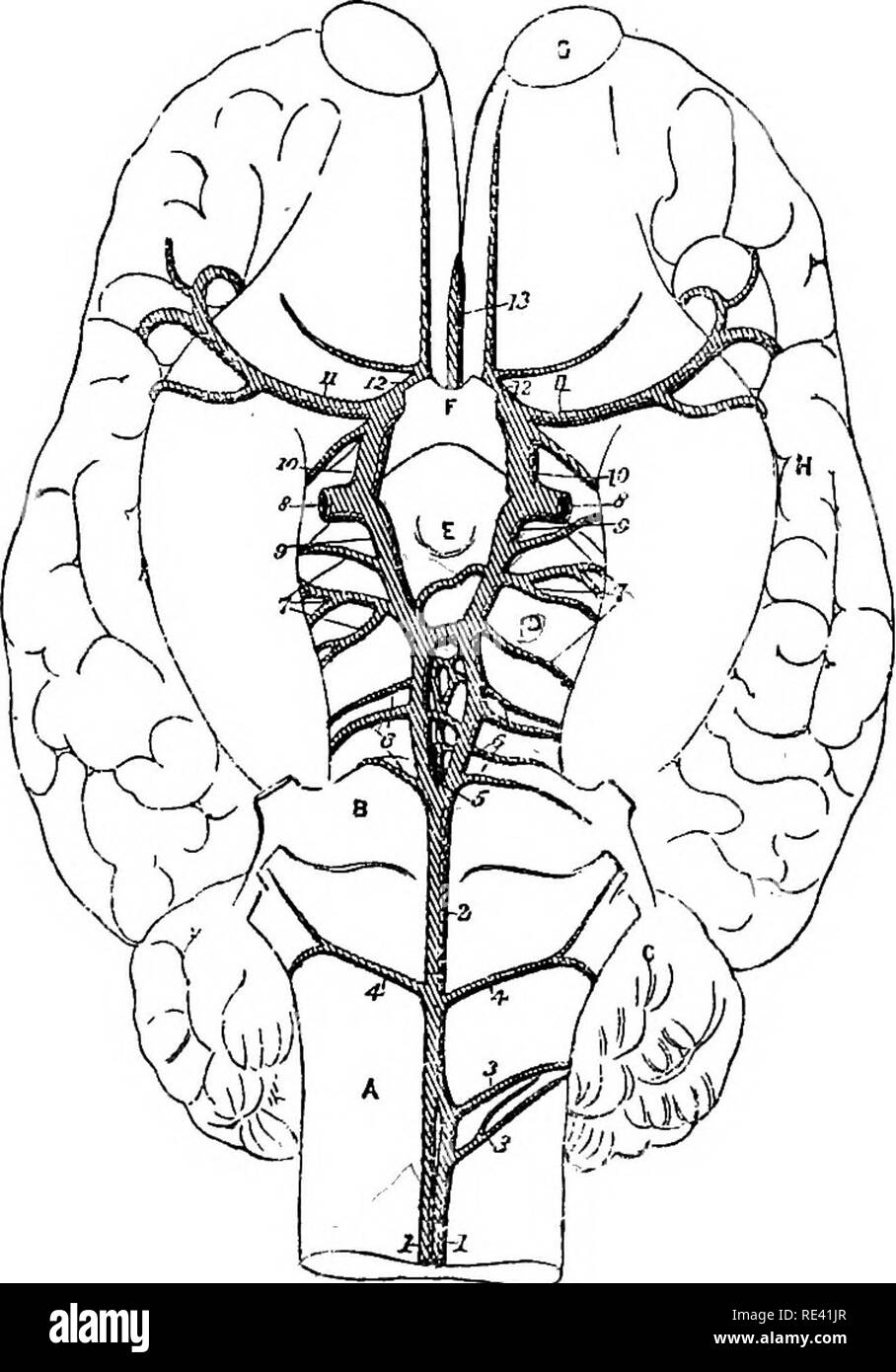 Horse brain anatomy Black and White Stock Photos & Images - Alamy