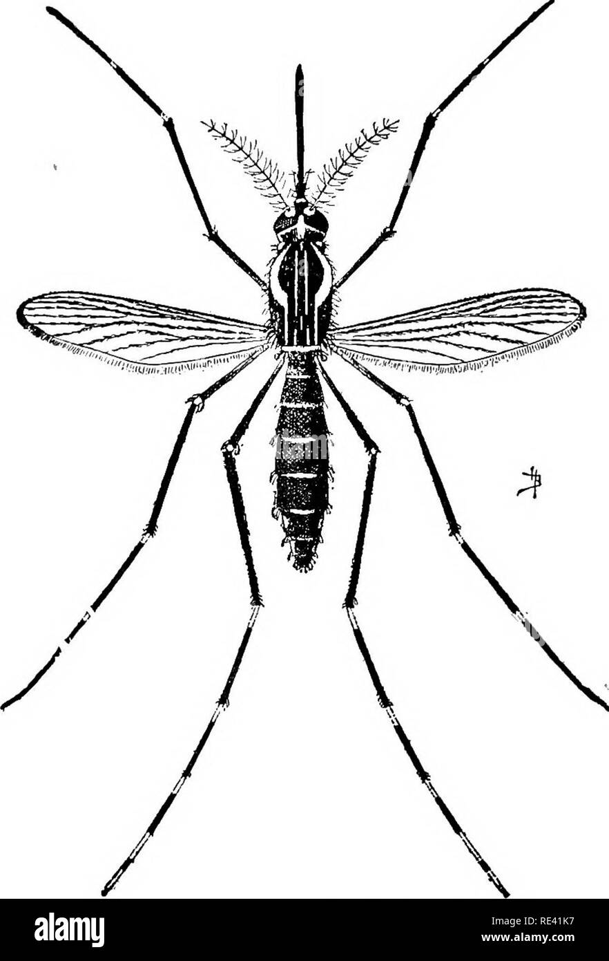 . Handbook of medical entomology. Insect pests; Insects as carriers of ...