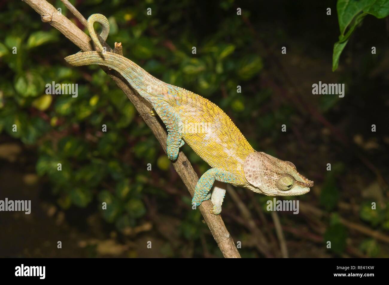 Elephant-eared Chameleon or Short-horned Chameleon (Calumma brevicornis ...