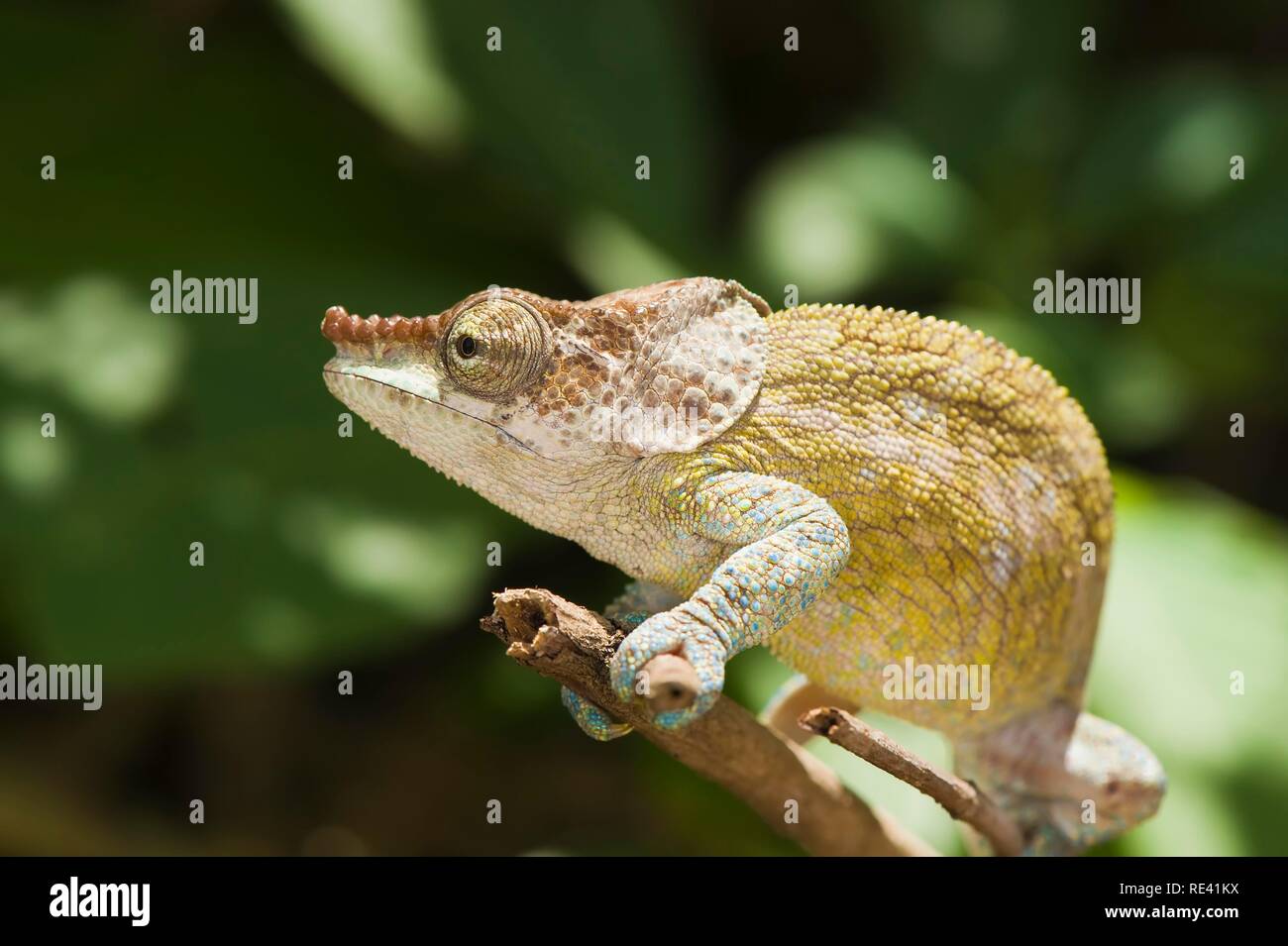 Elephant eared chameleons hi-res stock photography and images - Alamy