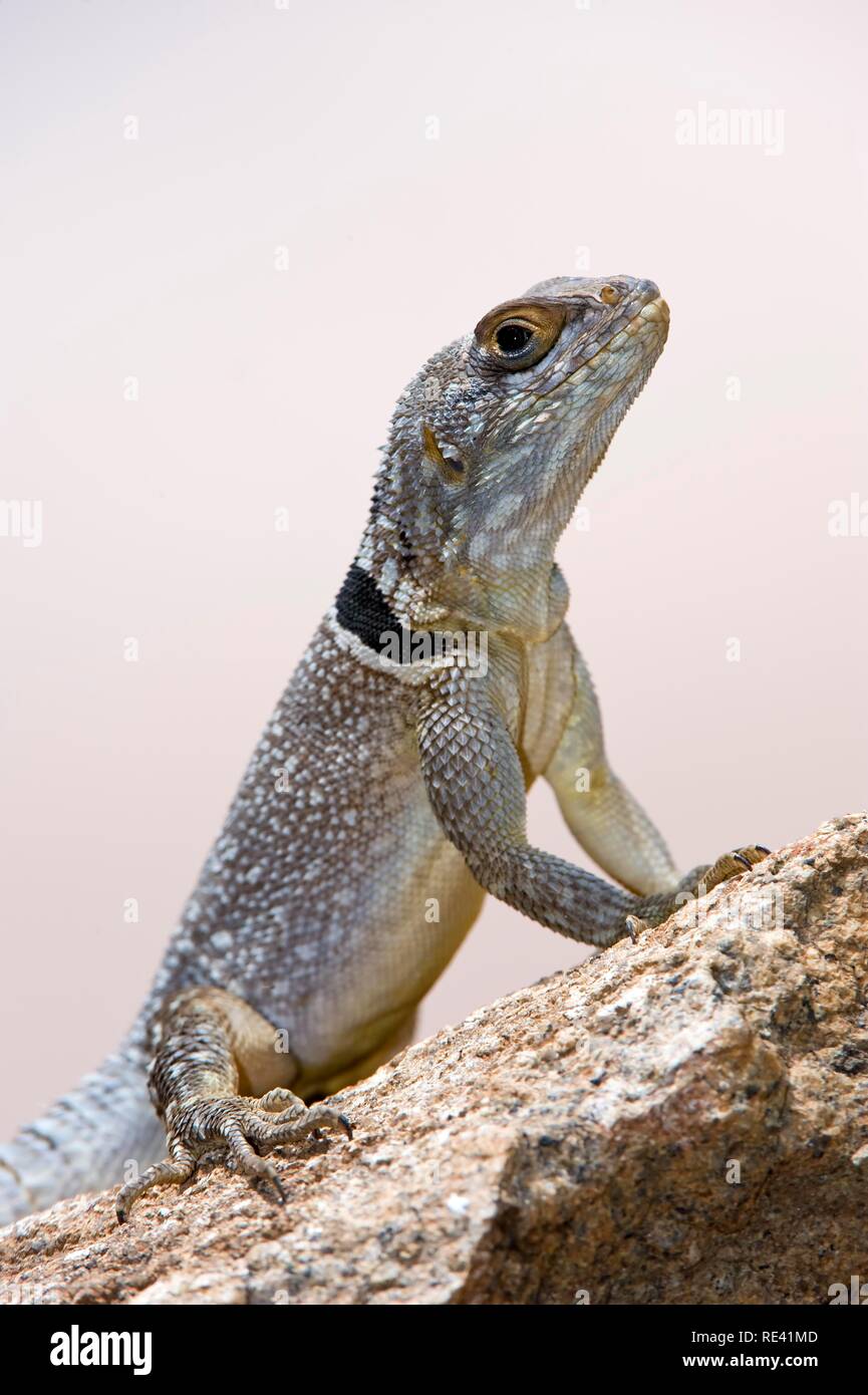 Madagascar Iguana (Oplurus cyclurus), Madagascar, Africa Stock Photo ...