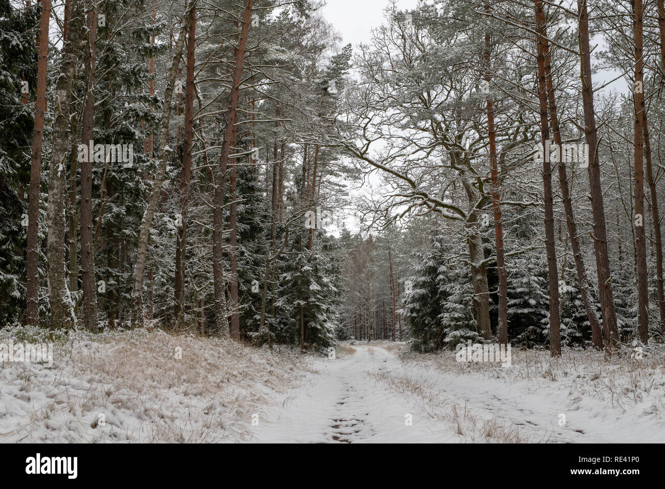 A snowy road in a coniferous forest. Duct in the forest and trees ...