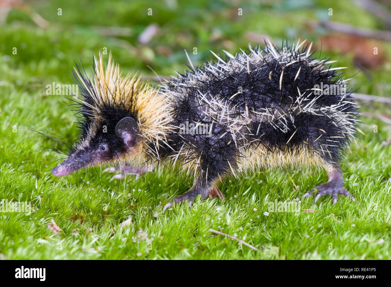 Lowland streaked tenrec madagascar hi-res stock photography and images ...