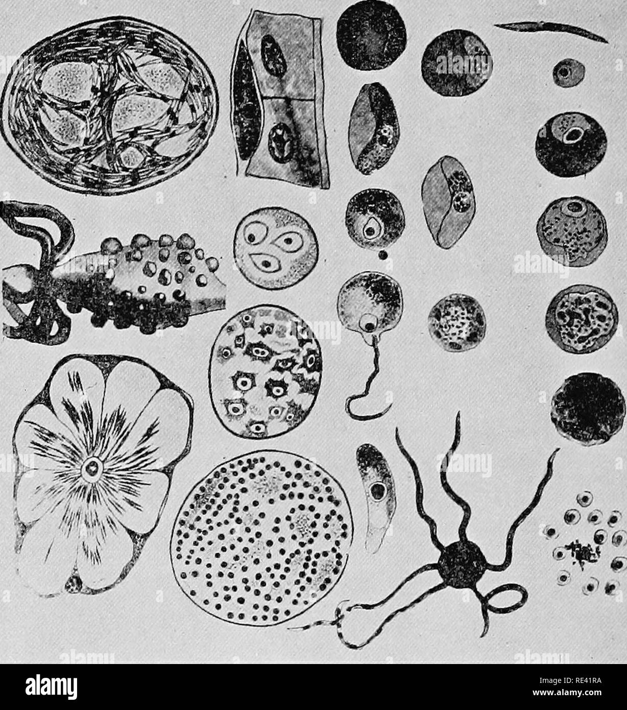 Malaria parasite life cycle hi-res stock photography and images - Alamy
