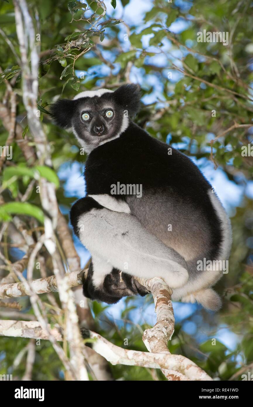 Indri or Babakoto (Indri indri) sitting in a tree, Perinet ...