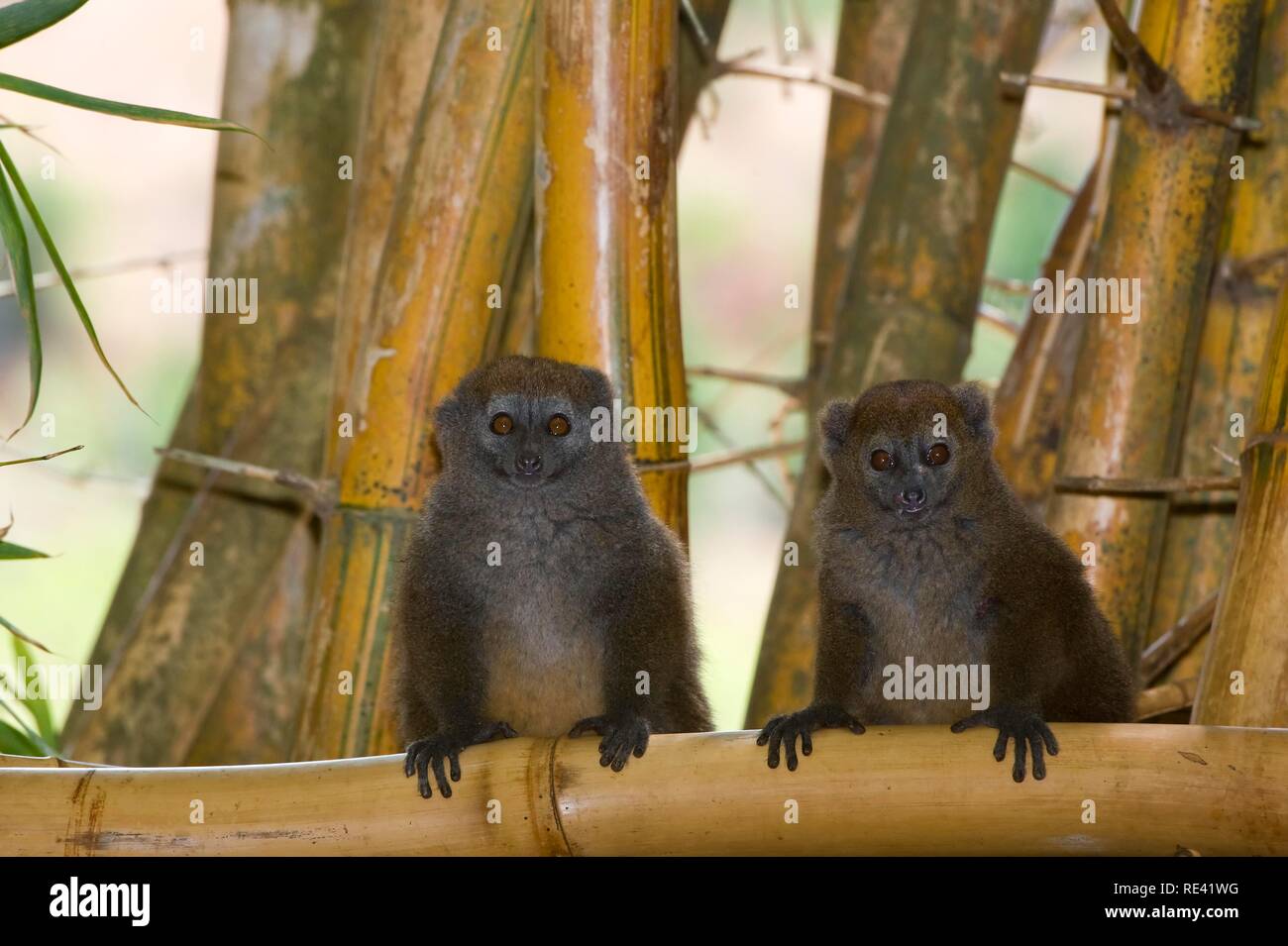 Eastern Lesser Bamboo Lemur also known as Gray Bamboo Lemur or Gray ...