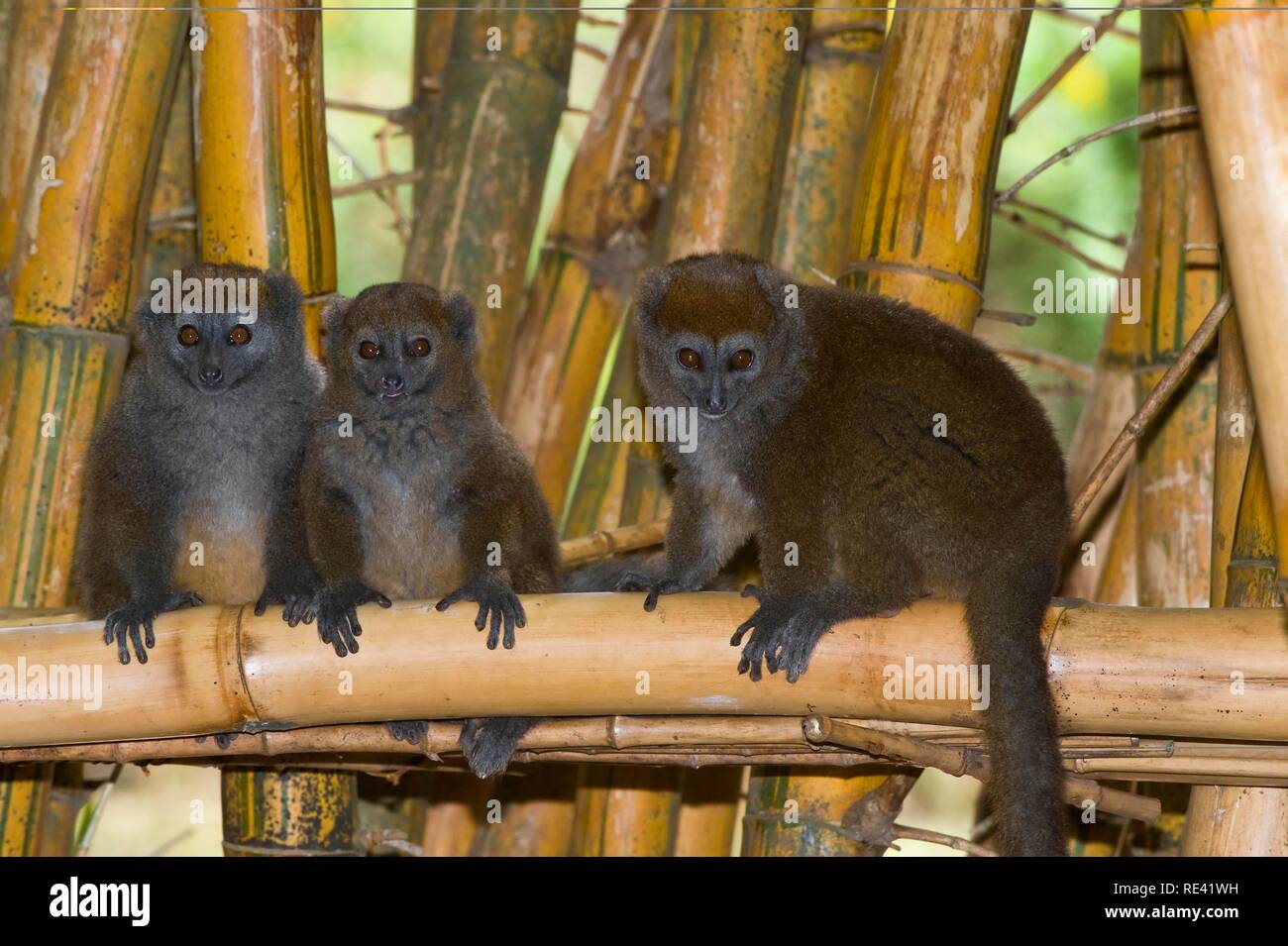 Eastern Lesser Bamboo Lemur also known as Gray Bamboo Lemur or Gray ...
