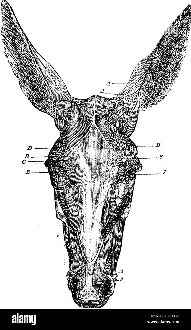 . The anatomy of the horse, a dissection guide. Horses. DISSECTION OF ...