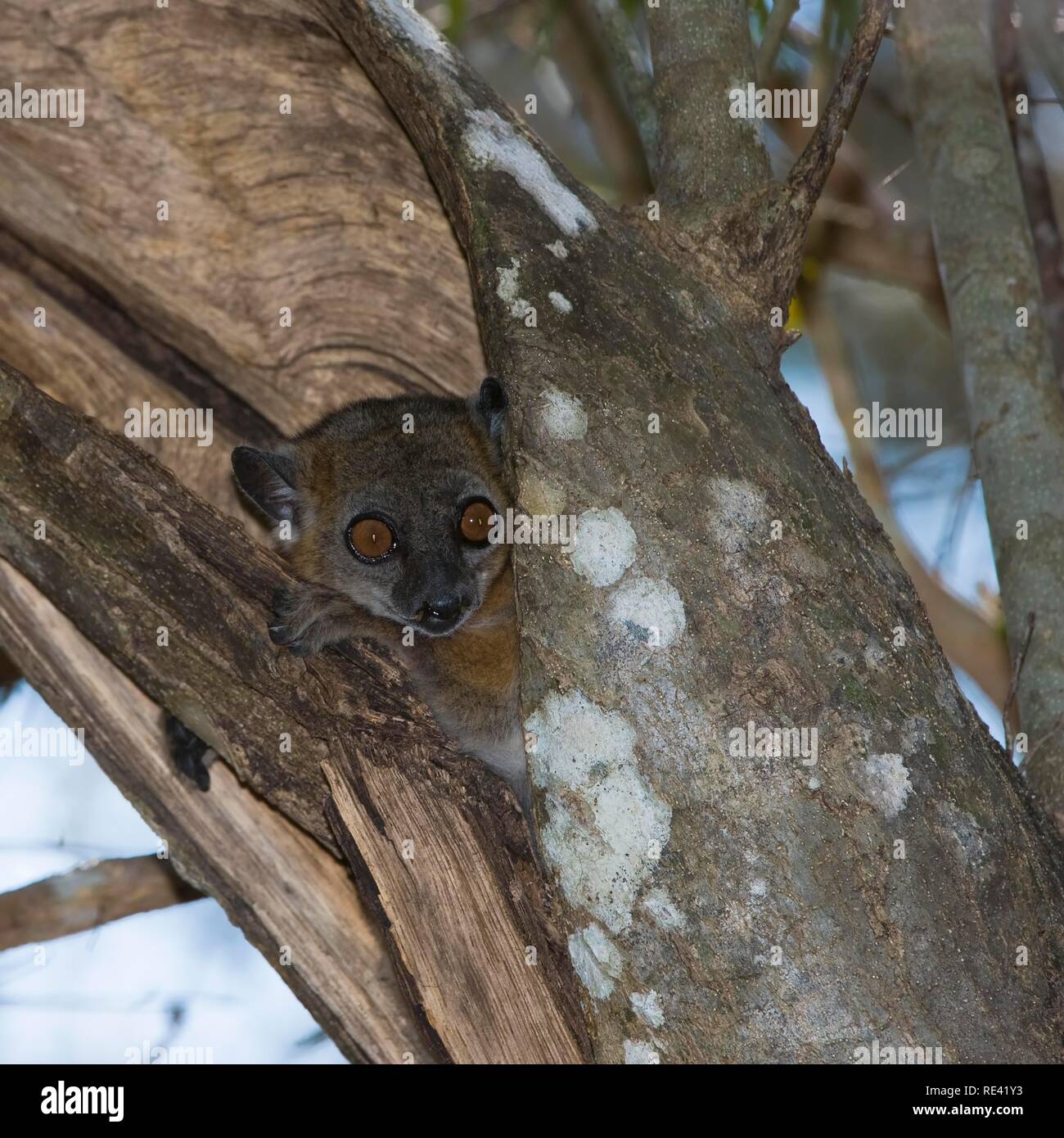 Red tailed lemur hi-res stock photography and images - Alamy