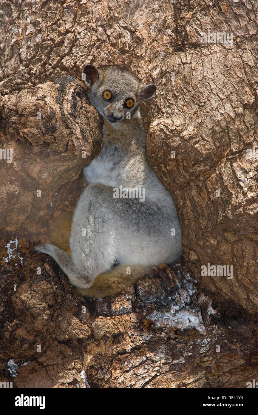 Red tailed lemur hi-res stock photography and images - Alamy