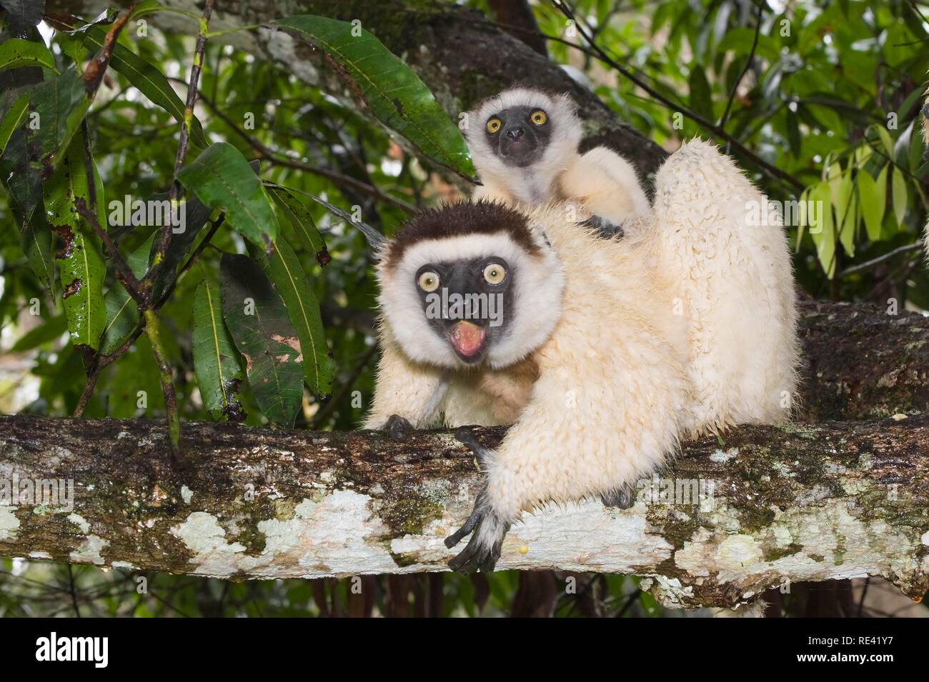Verreaux's Sifaka (Propithecus verreauxi) with a young, Nahampoana ...