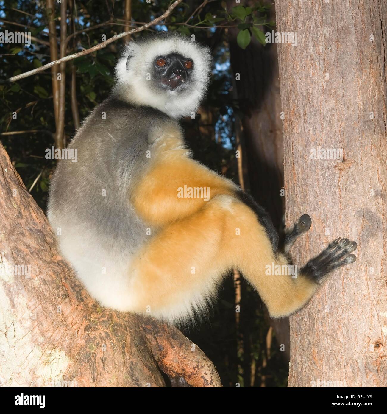Diademed Sifaka (Propithecus diadema) in a tree, Endangered, IUCN 2008 ...