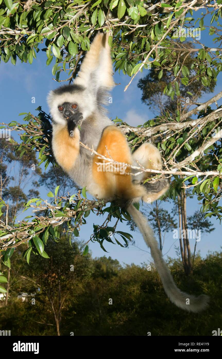 Diademed Sifaka (Propithecus diadema) hanging in a tree, Endangered ...