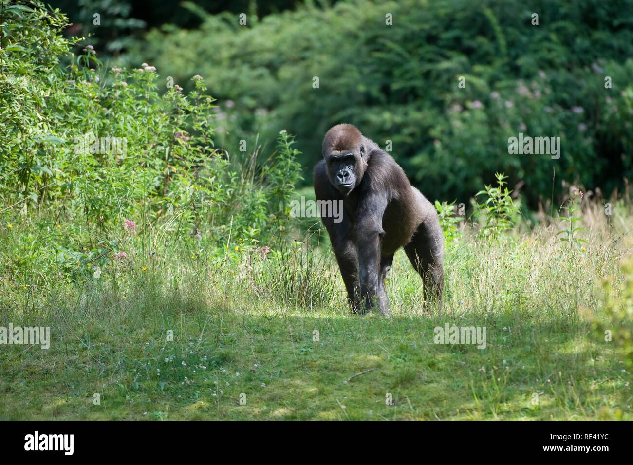 Western Lowland Gorilla (Gorilla gorilla gorilla), Critically ...