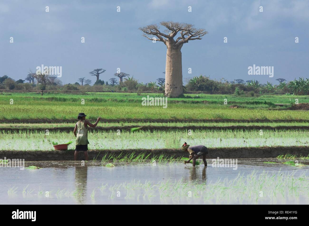 Rice field, Morondava, Madagascar, Africa Stock Photo - Alamy