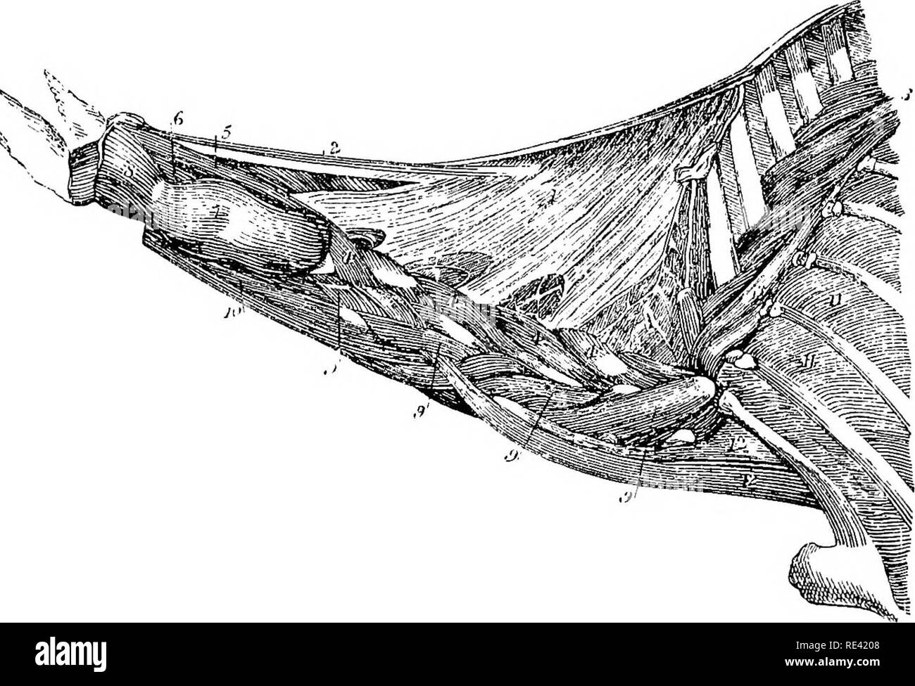 . The anatomy of the horse, a dissection guide. Horses. 156 THE ANATOMY ...