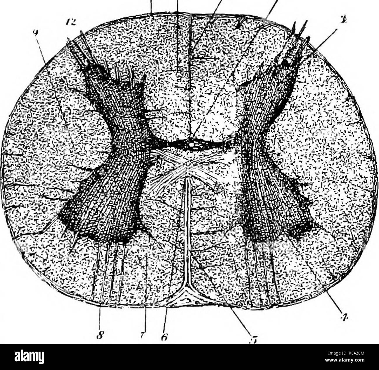 . The anatomy of the horse, a dissection guide. Horses. DISSECTION OF ...