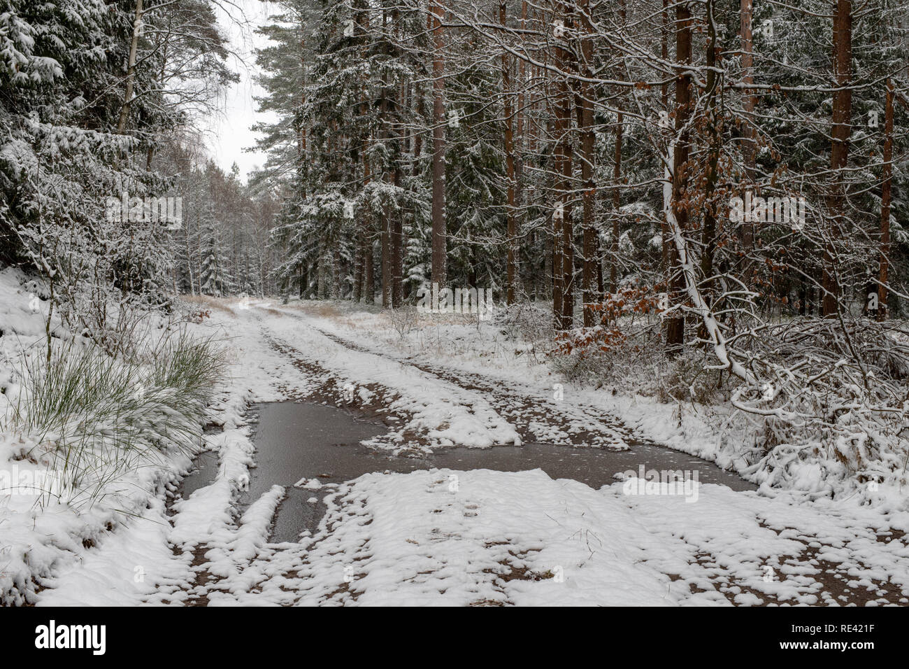A snowy road in a coniferous forest. Duct in the forest and trees ...