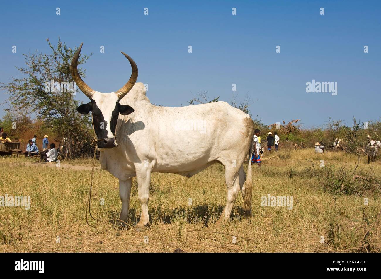 Bos primigenius indicus breeding hi-res stock photography and images ...