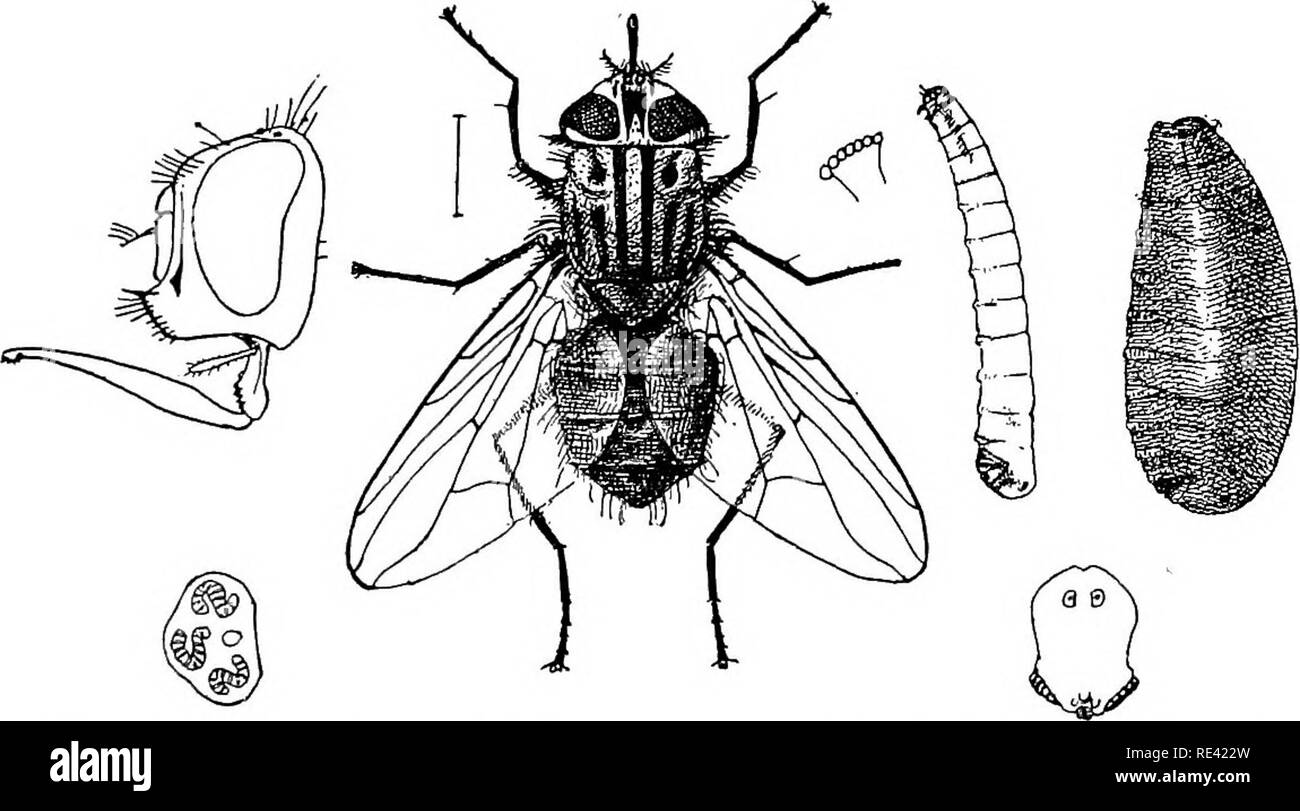 . Handbook of medical entomology. Insect pests; Insects as carriers of ...