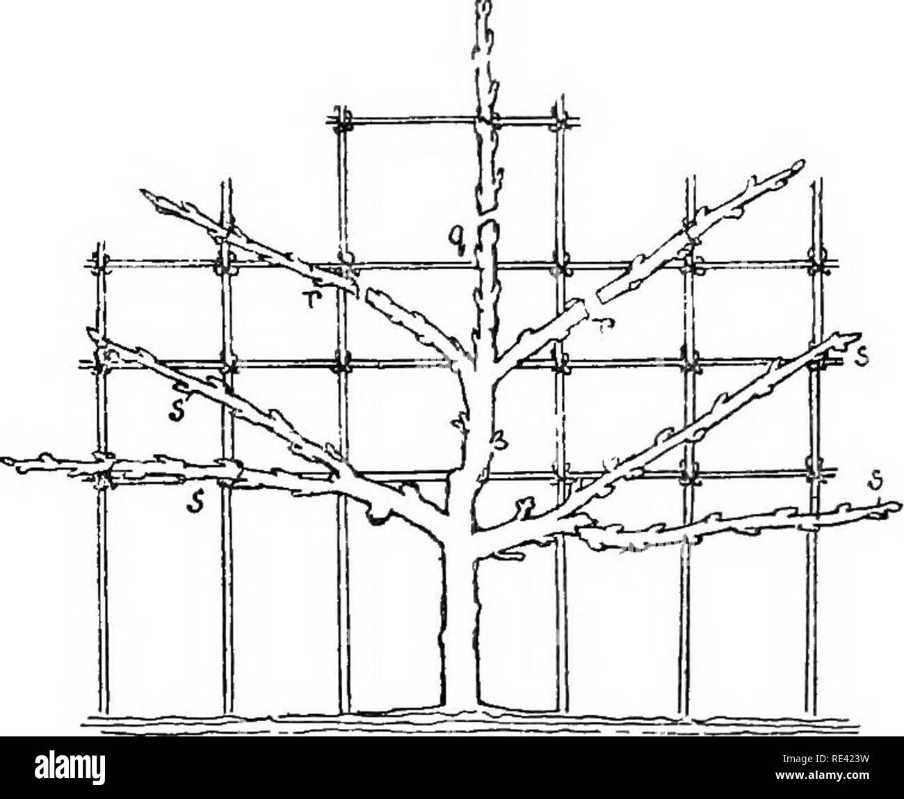 Fan Trained Espalier High Resolution Stock Photography and Images - Alamy