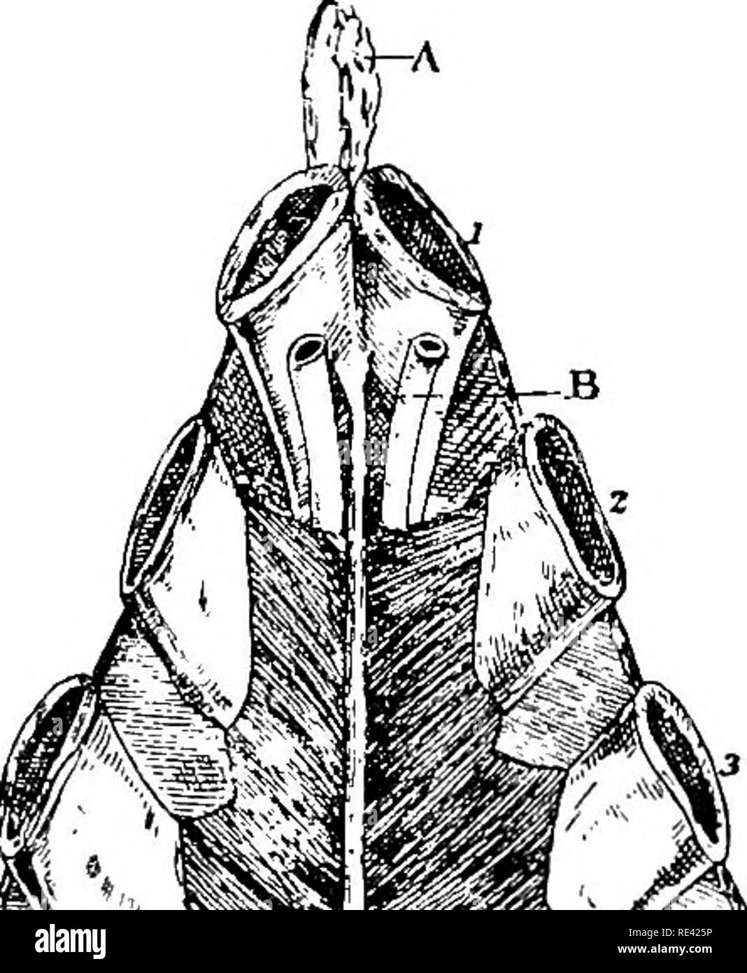 . The anatomy of the horse, a dissection guide. Horses. 120 THE ANATOMY ...