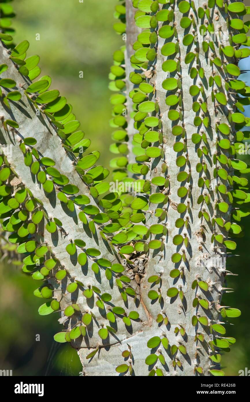 Octopus Tree (Didiera madagascariensis), Spiny Forest, Berenty ...