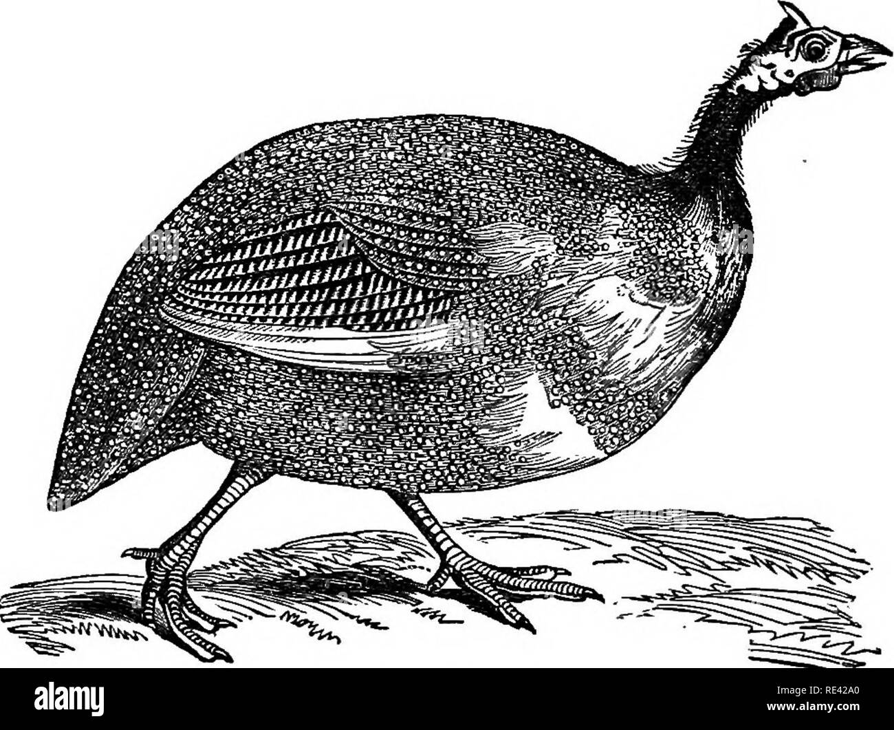 Gallinaceous b Black and White Stock Photos & Images - Alamy