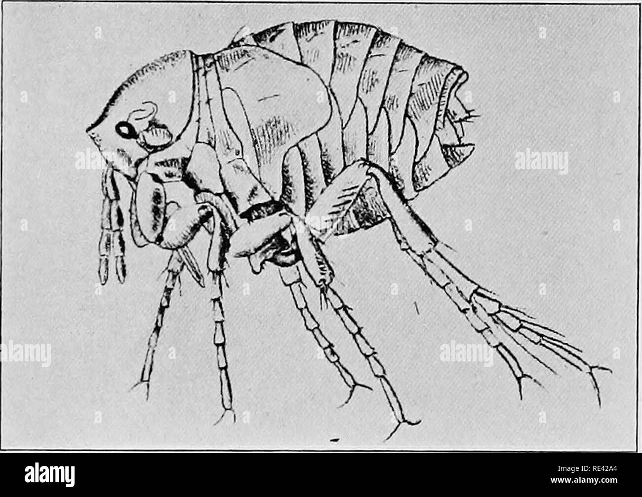 Dermatophilus Black and White Stock Photos & Images - Alamy