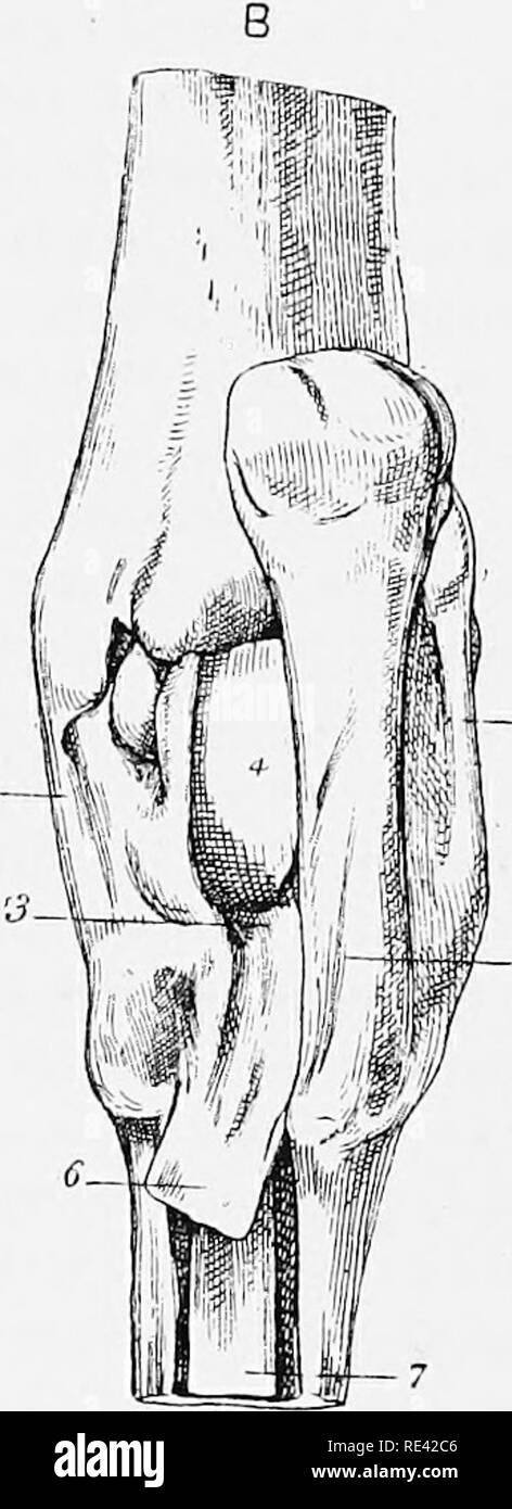 . The anatomy of the horse, a dissection guide. Horses. Fir- 5. A.—Li ...