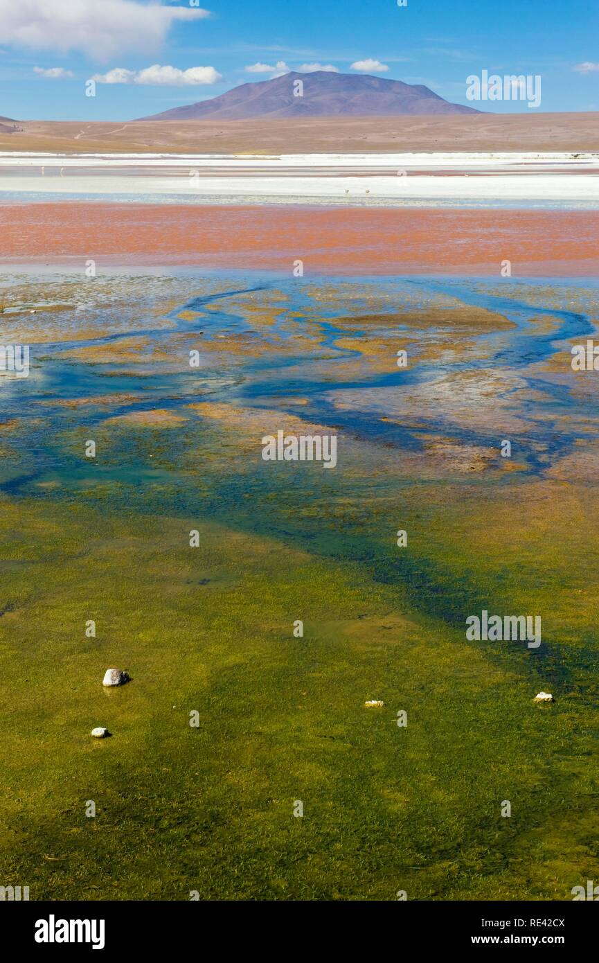 Laguna Colorada, Red Lagoon, Altiplano shallow salt lake, Potosi ...