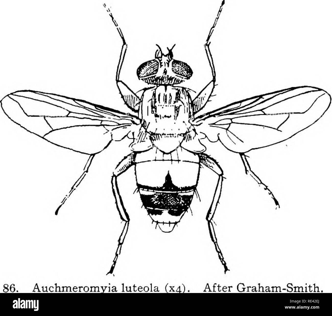 Stomoxys calcitrans muscidae hi-res stock photography and images - Alamy