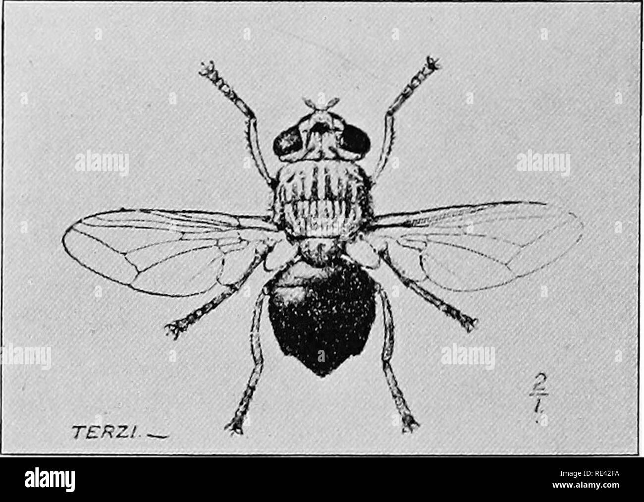 Insect species and types Black and White Stock Photos & Images - Alamy