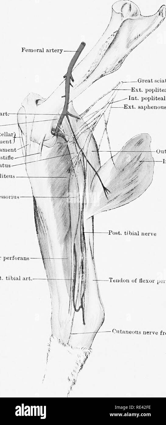 Popliteal ligament Black and White Stock Photos & Images - Alamy