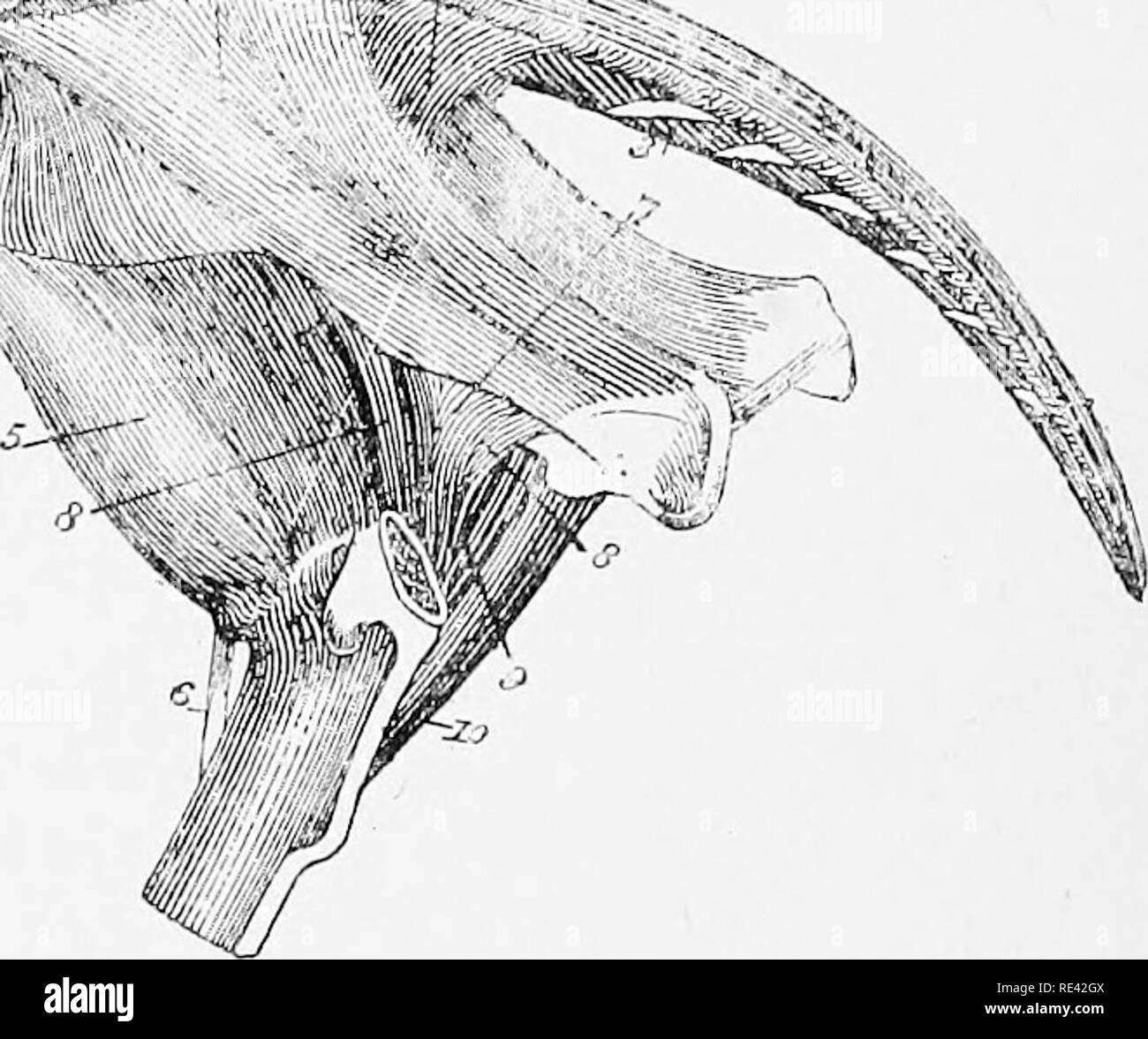 . The anatomy of the horse, a dissection guide. Horses. 68 THE ANATOMY ...