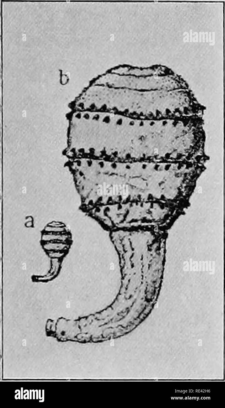 Bot fly larvae High Resolution Stock Photography and Images - Alamy