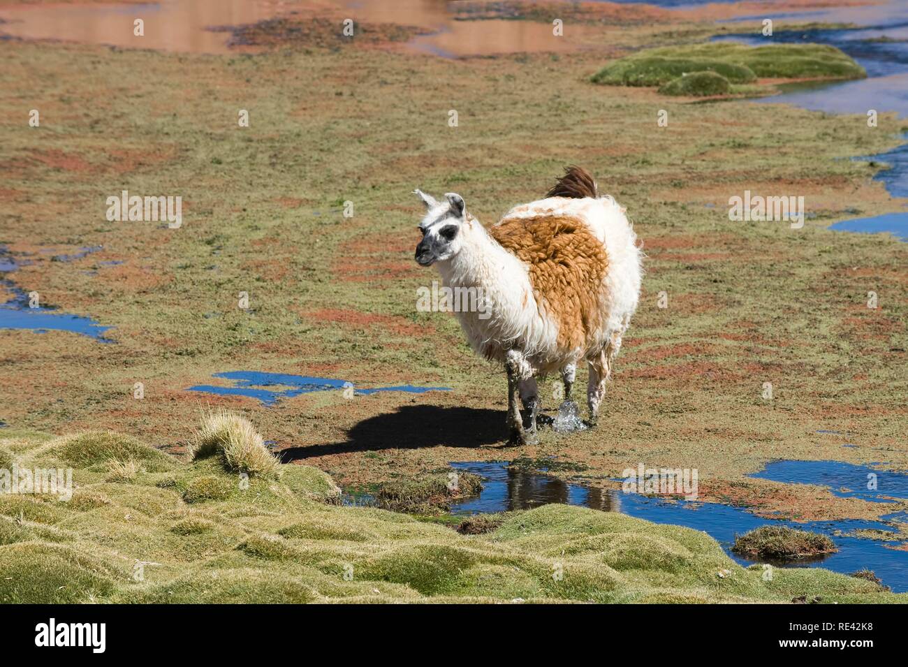 Llama (Lama glama), Atacama Desert, Antofagasta region, Chile, South ...