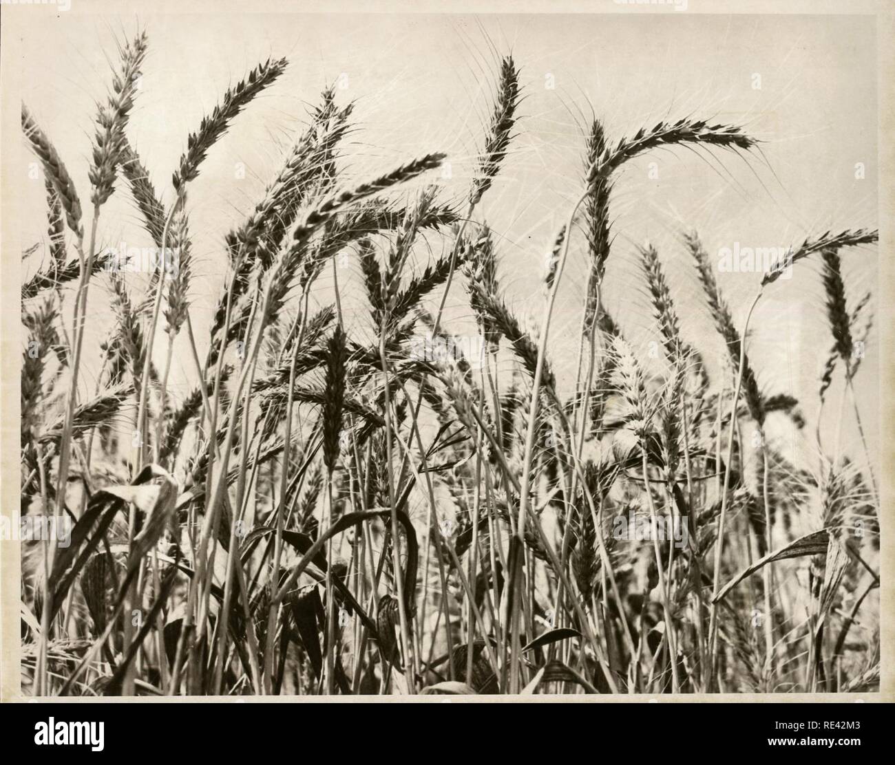 Worlds largest seed hi-res stock photography and images - Alamy