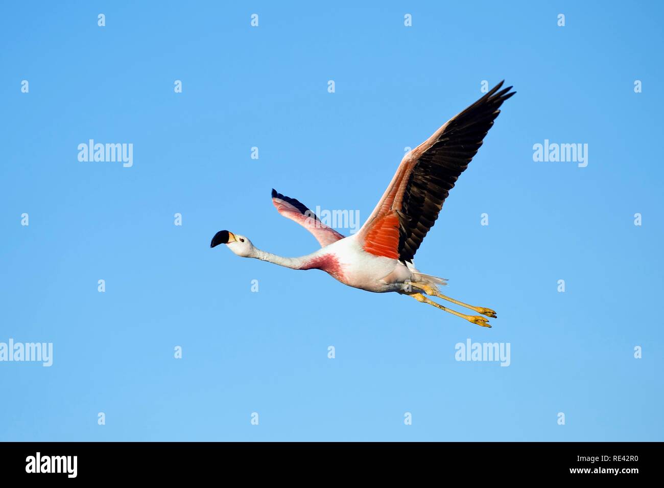 Andean Flamingo (Phoenicoparrus andinus) in flight, Laguna de Chaxa ...