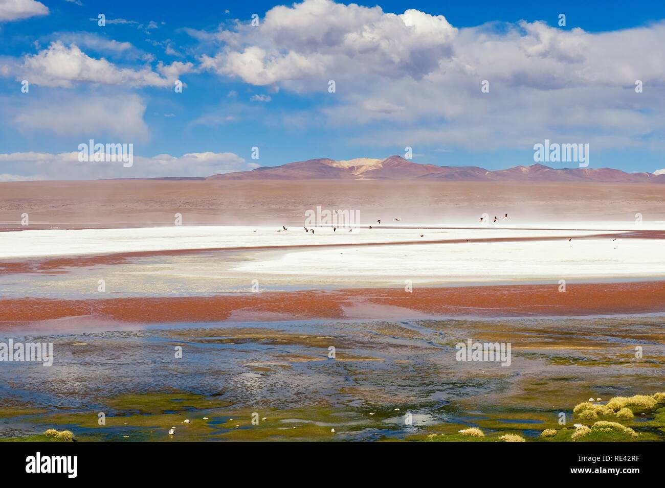 Laguna Colorada, Red Lagoon, Altiplano shallow salt lake, Potosi ...