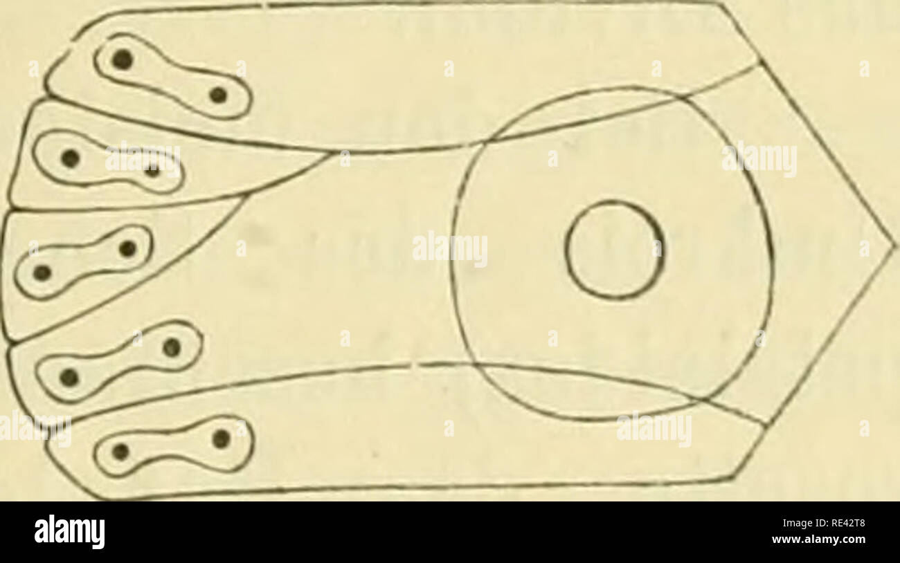 Tuberkel hi-res stock photography and images - Alamy