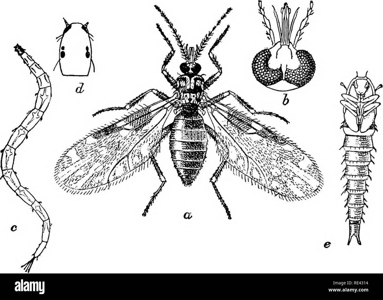 Chironomidae Cut Out Stock Images & Pictures - Alamy