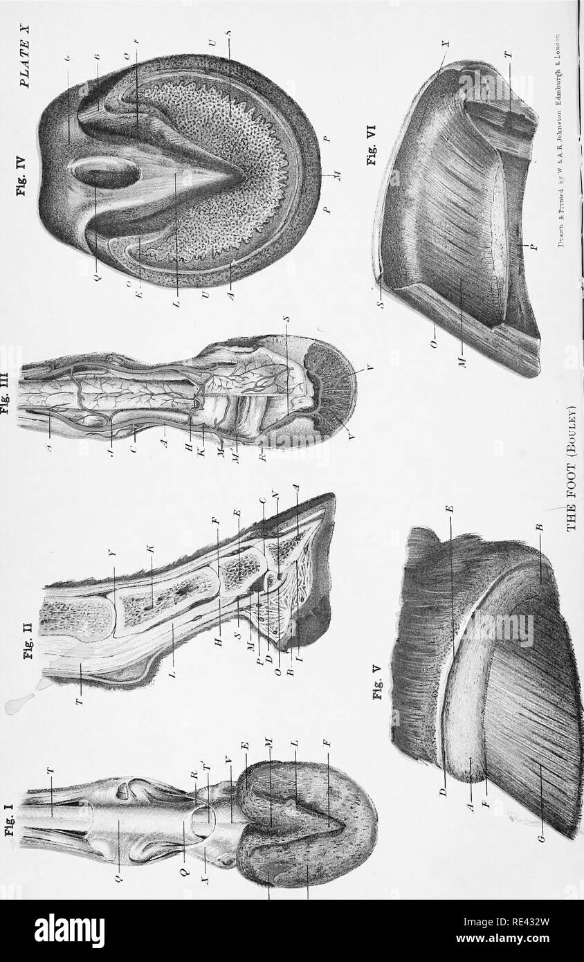 . The anatomy of the horse, a dissection guide. Horses. Q; >;. Please ...