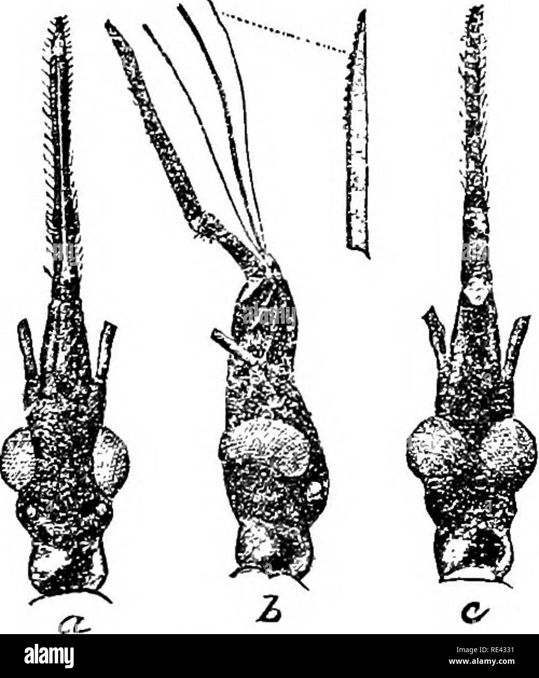 . Handbook of medical entomology. Insect pests; Insects as carriers of ...