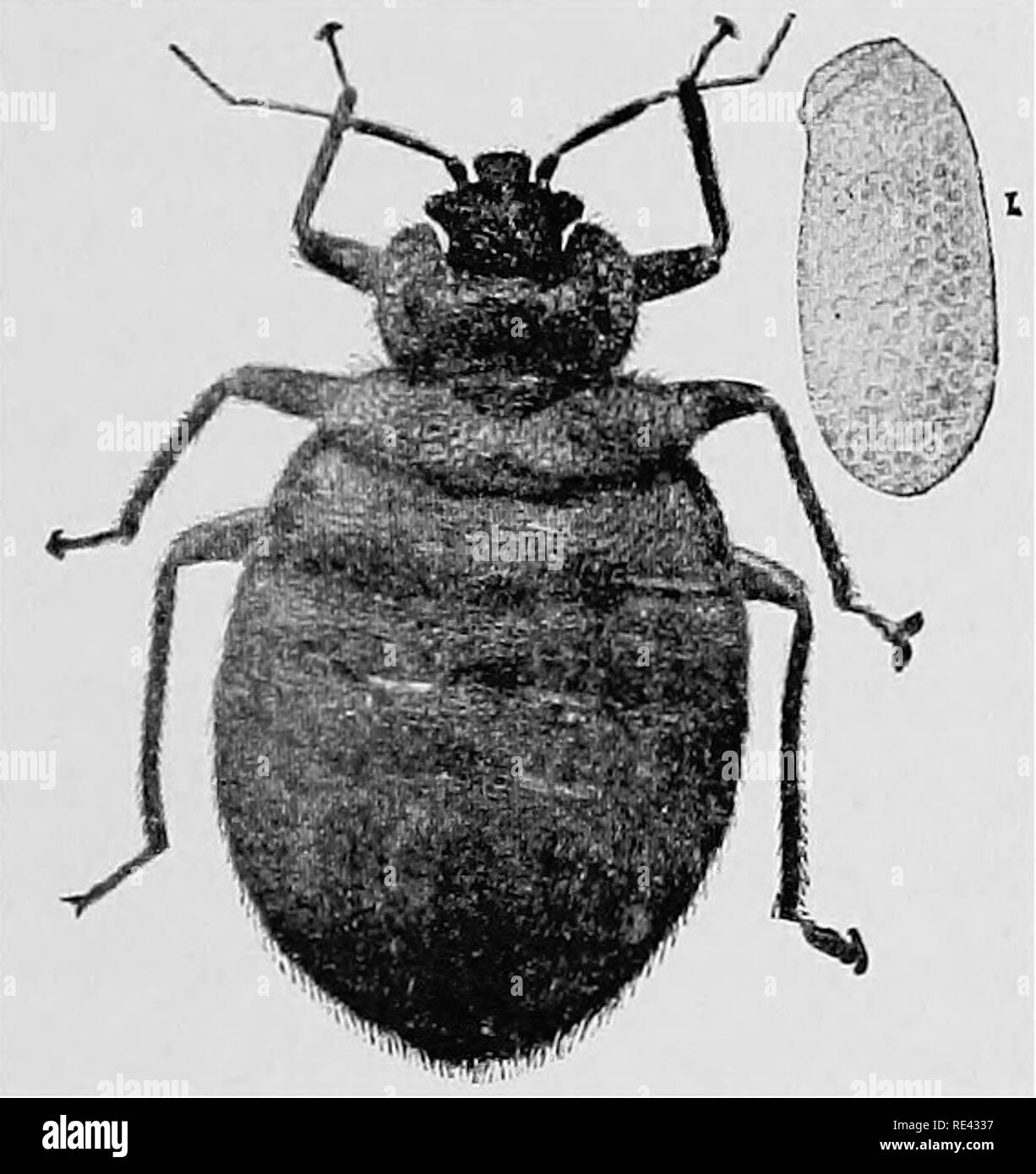 . Handbook of medical entomology. Insect pests; Insects as carriers of ...