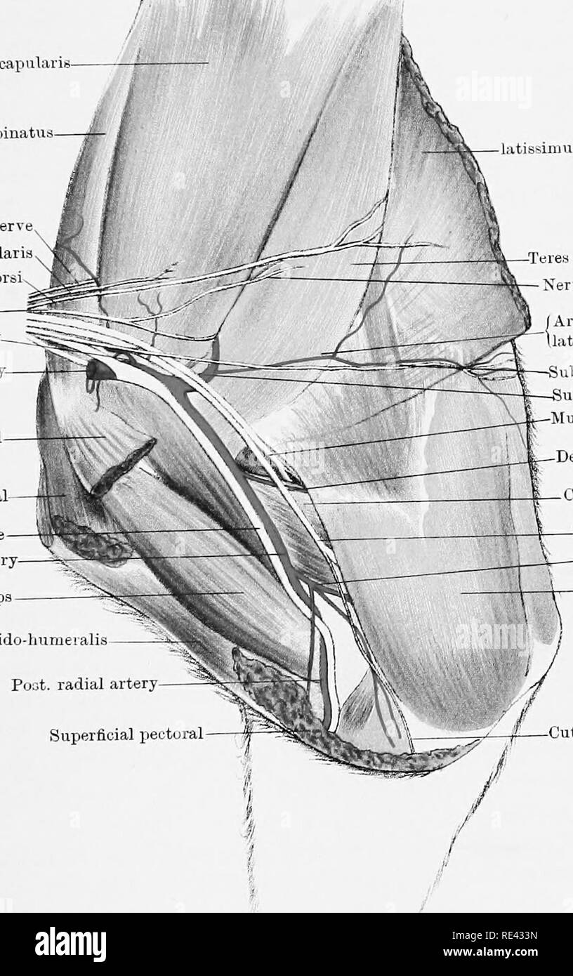 Suprascapular Artery Model
