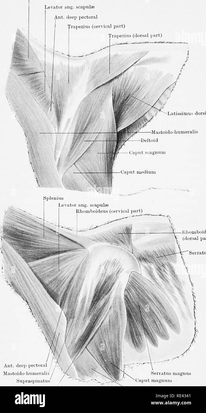 Trapezius Black and White Stock Photos & Images - Alamy