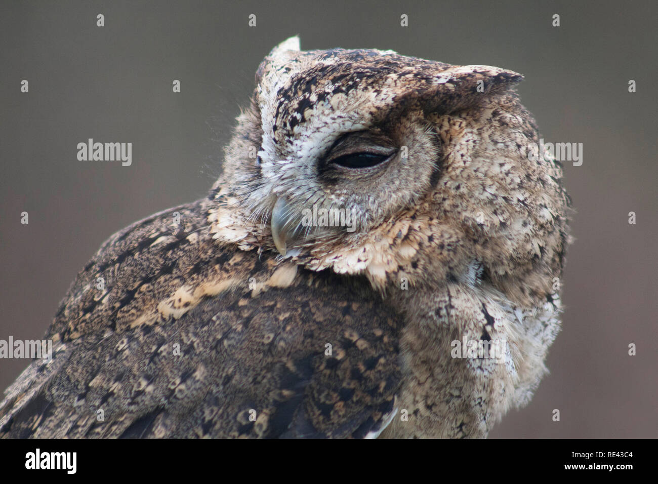 Indian Scops Owl High Resolution Stock Photography and Images - Alamy